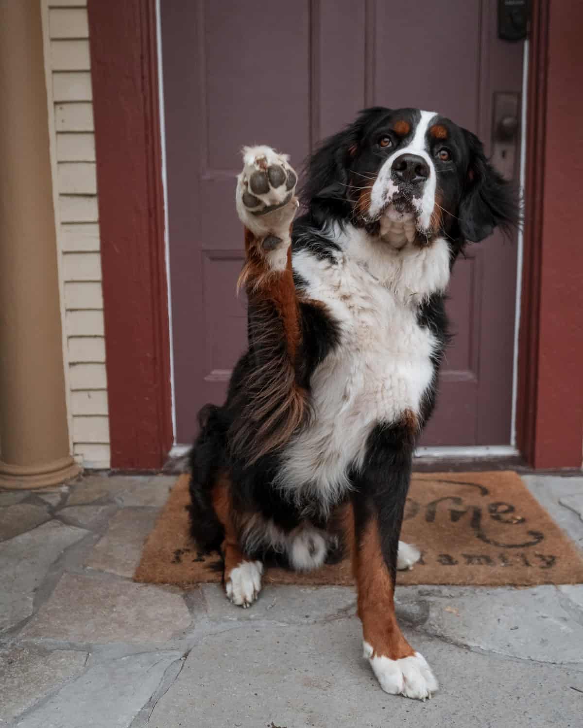 Our Dogs - Dominion Hill