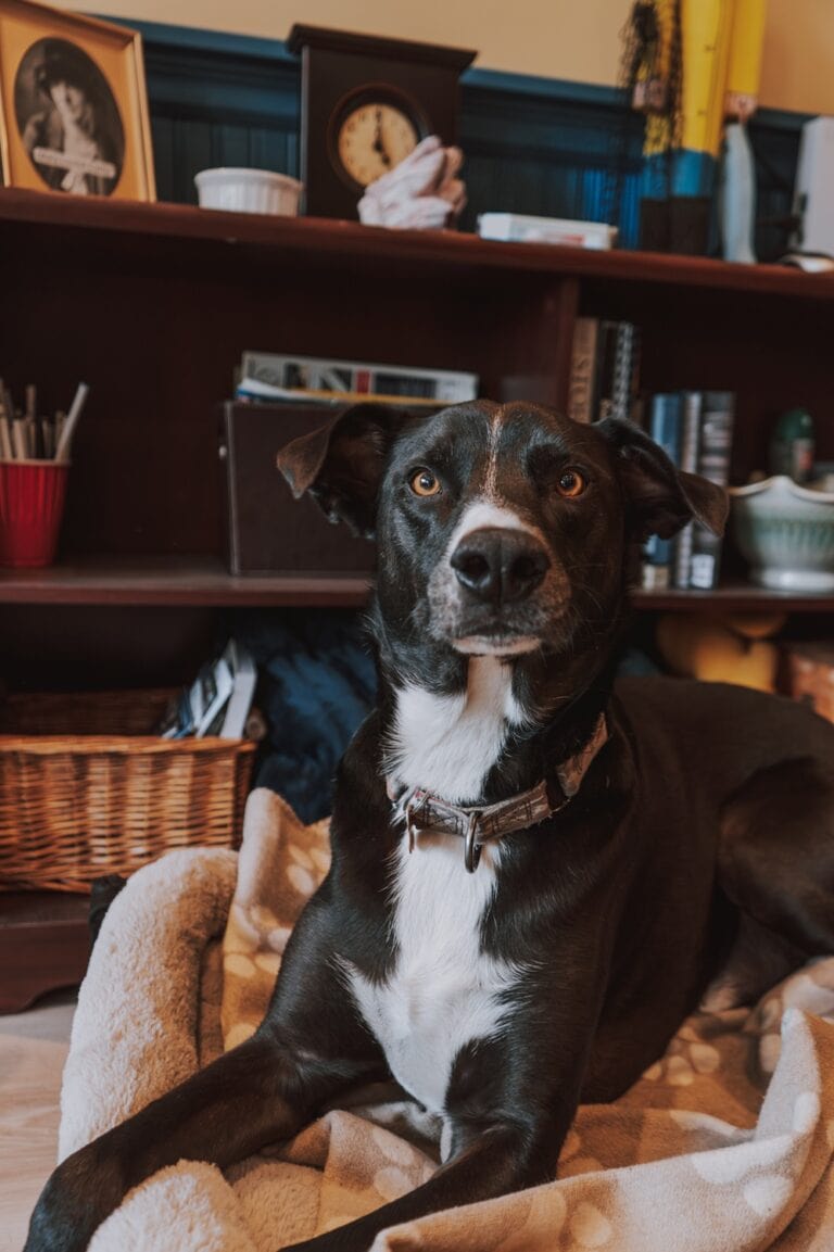 Our Dogs - Dominion Hill